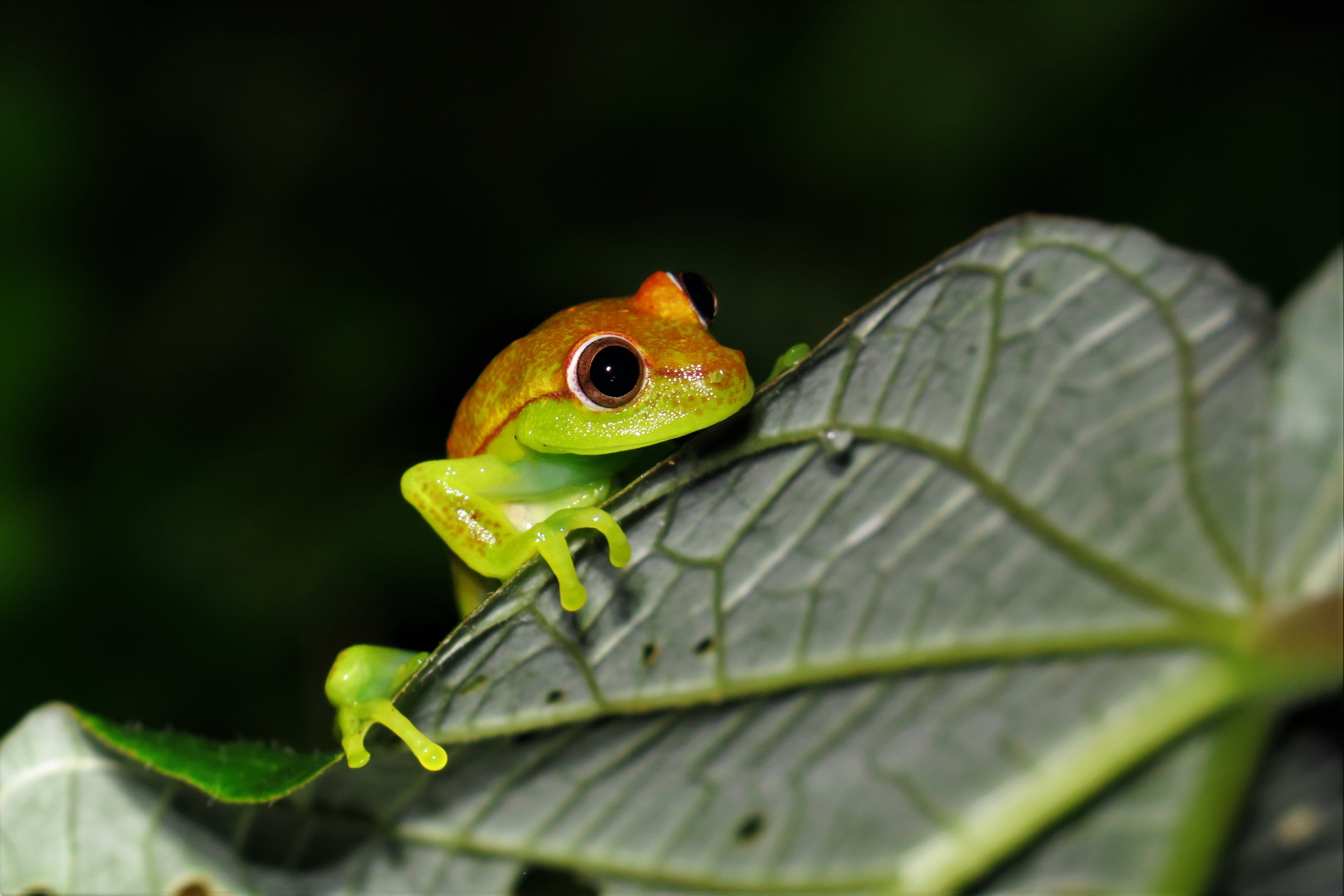 Travel The Guianas - The three Guianas specialist for tours in Suriname ...