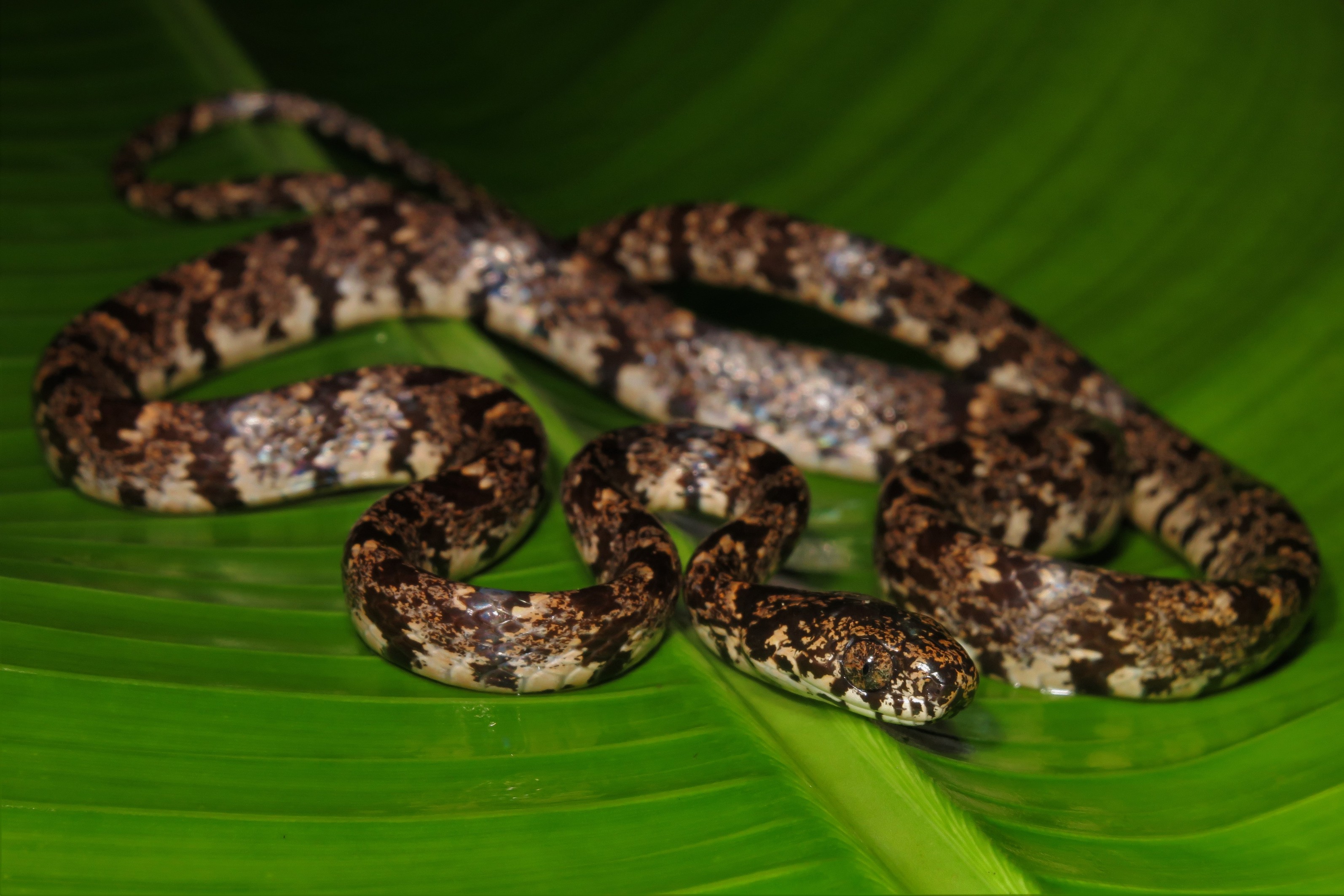 Travel The Guianas - The three Guianas specialist for tours in Suriname ...